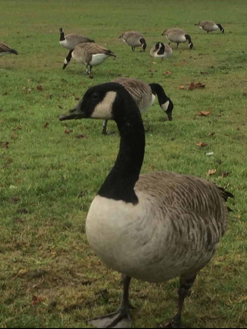 Gallery of 'Honks' - The Legend of the Goose Girl